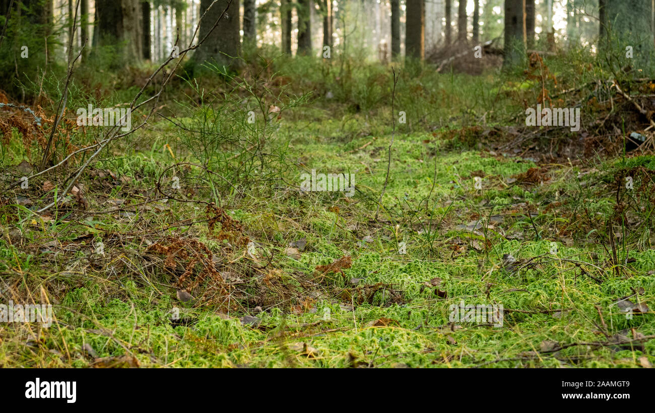 Natural forest of spruce and deciduous forest Stock Photo - Alamy
