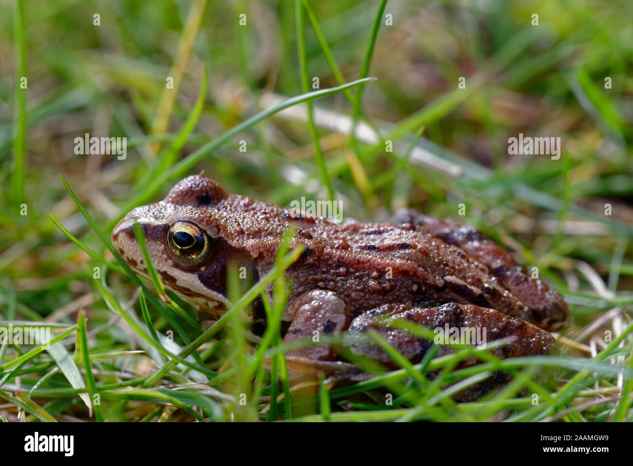 Common Frog - Rana temporaria Reddish coloured frog in grass from ...