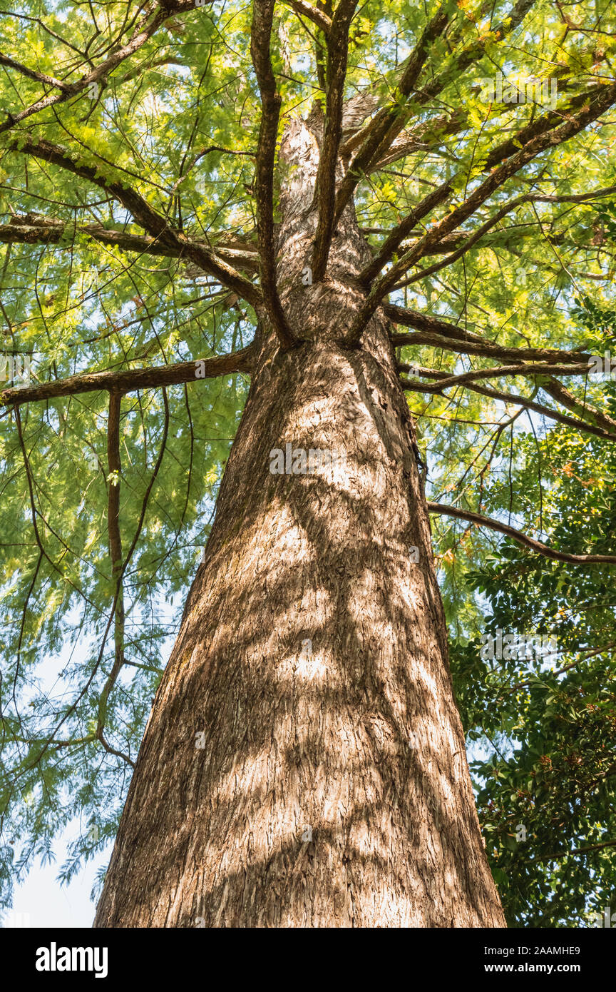Pinus tree hi-res stock photography and images - Alamy