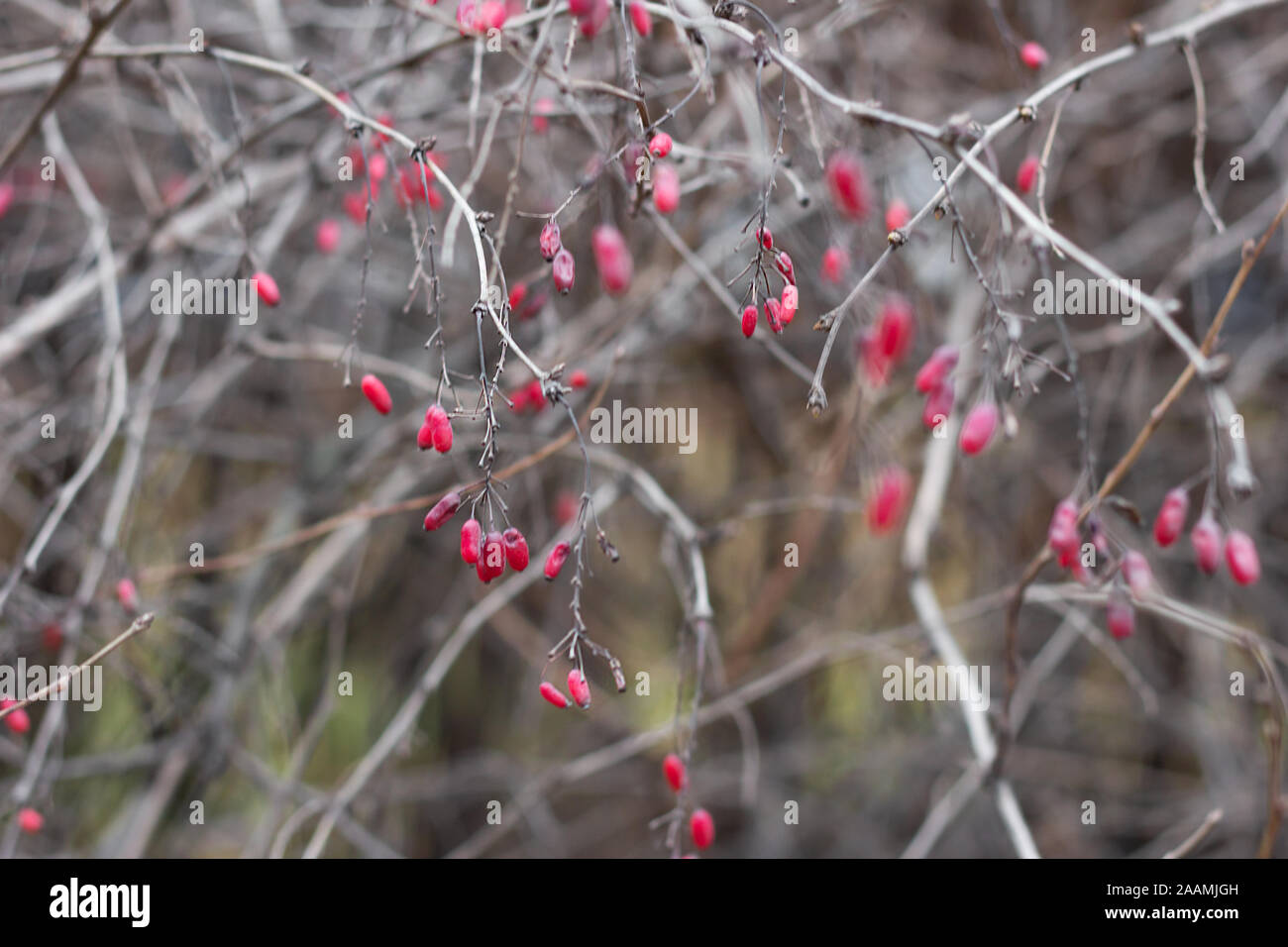 Bushes of red viburnum hi-res stock photography and images - Alamy