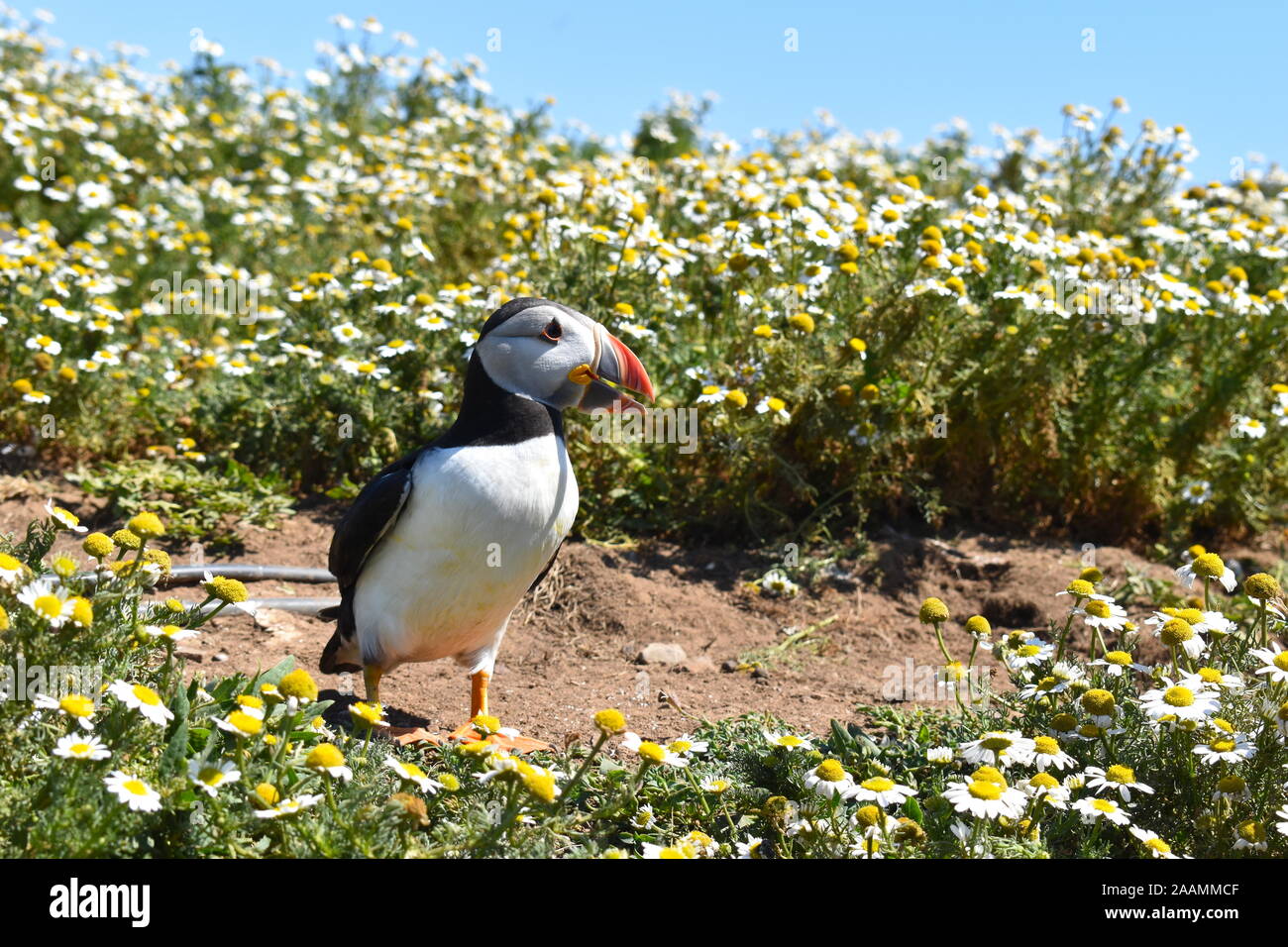 Adult puffins spend the summer catching fish and carrying it to their ...