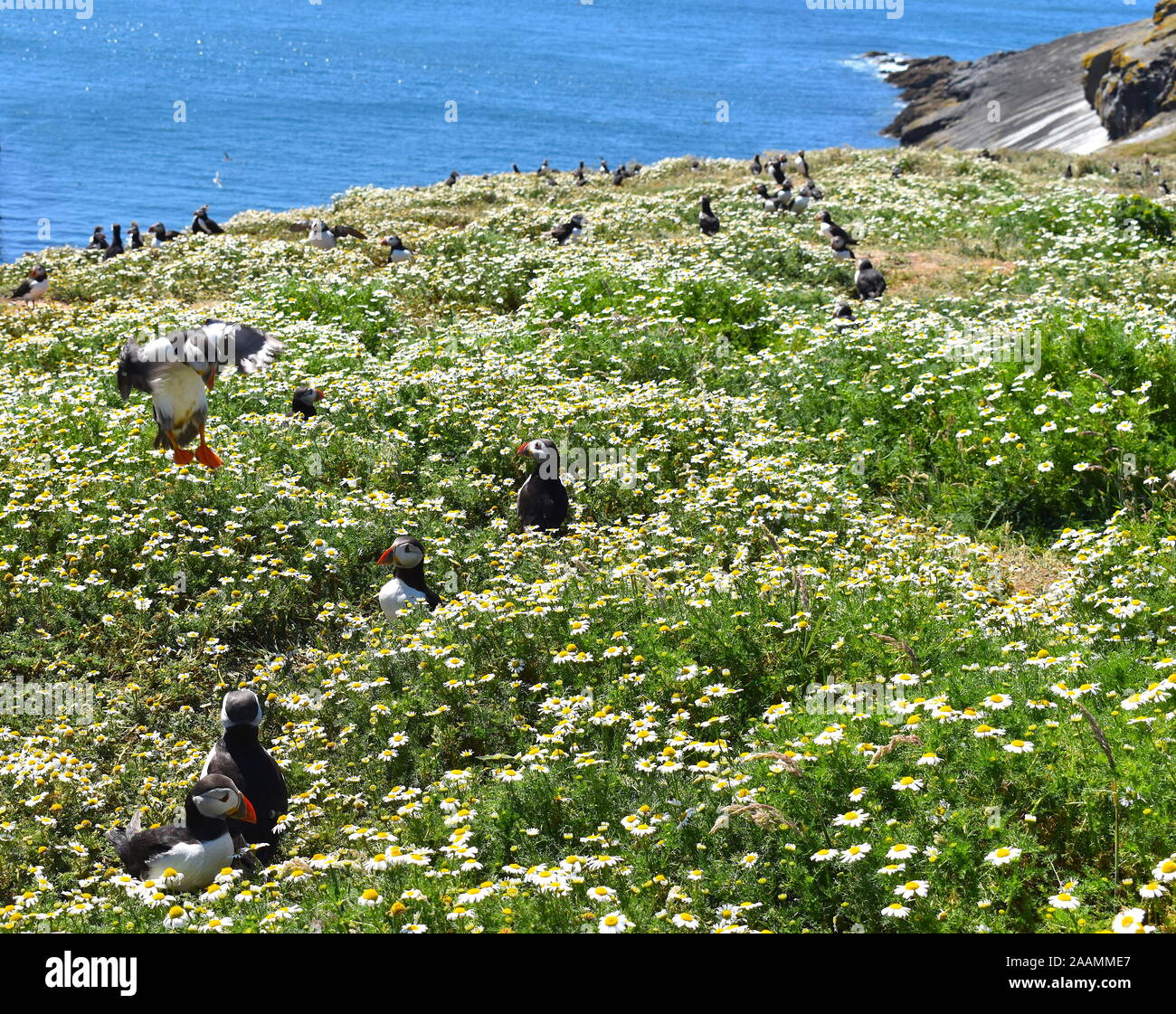 The UK puffins spend the winter out at sea, so you need to schedule a ...