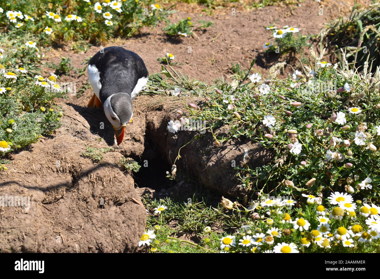 Baby puffin hi-res stock photography and images - Alamy