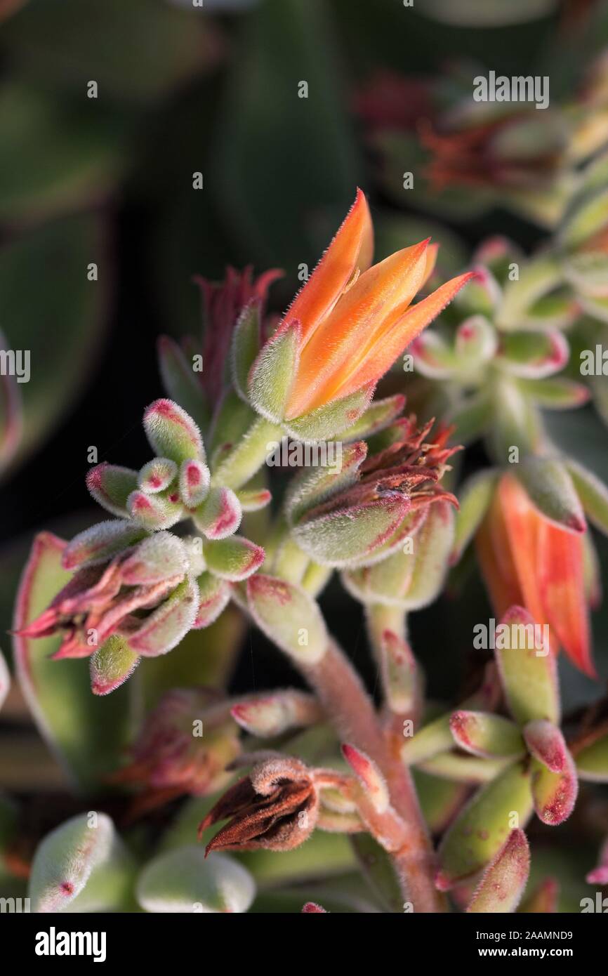 Flowering Echeveria pulvinata 'Ruby' plant Stock Photo - Alamy