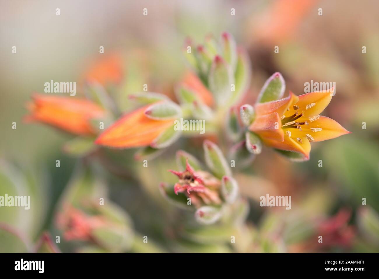 Flowering Echeveria pulvinata 'Ruby' plant Stock Photo - Alamy