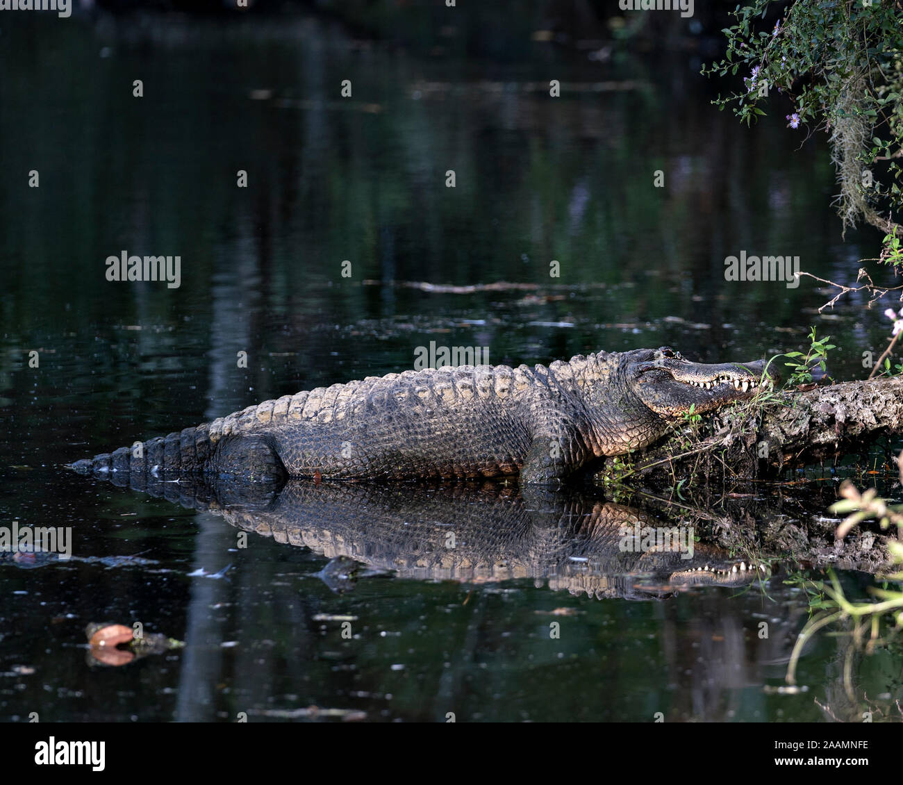 Alligator resting on a log by the water with a reflection exposing its ...