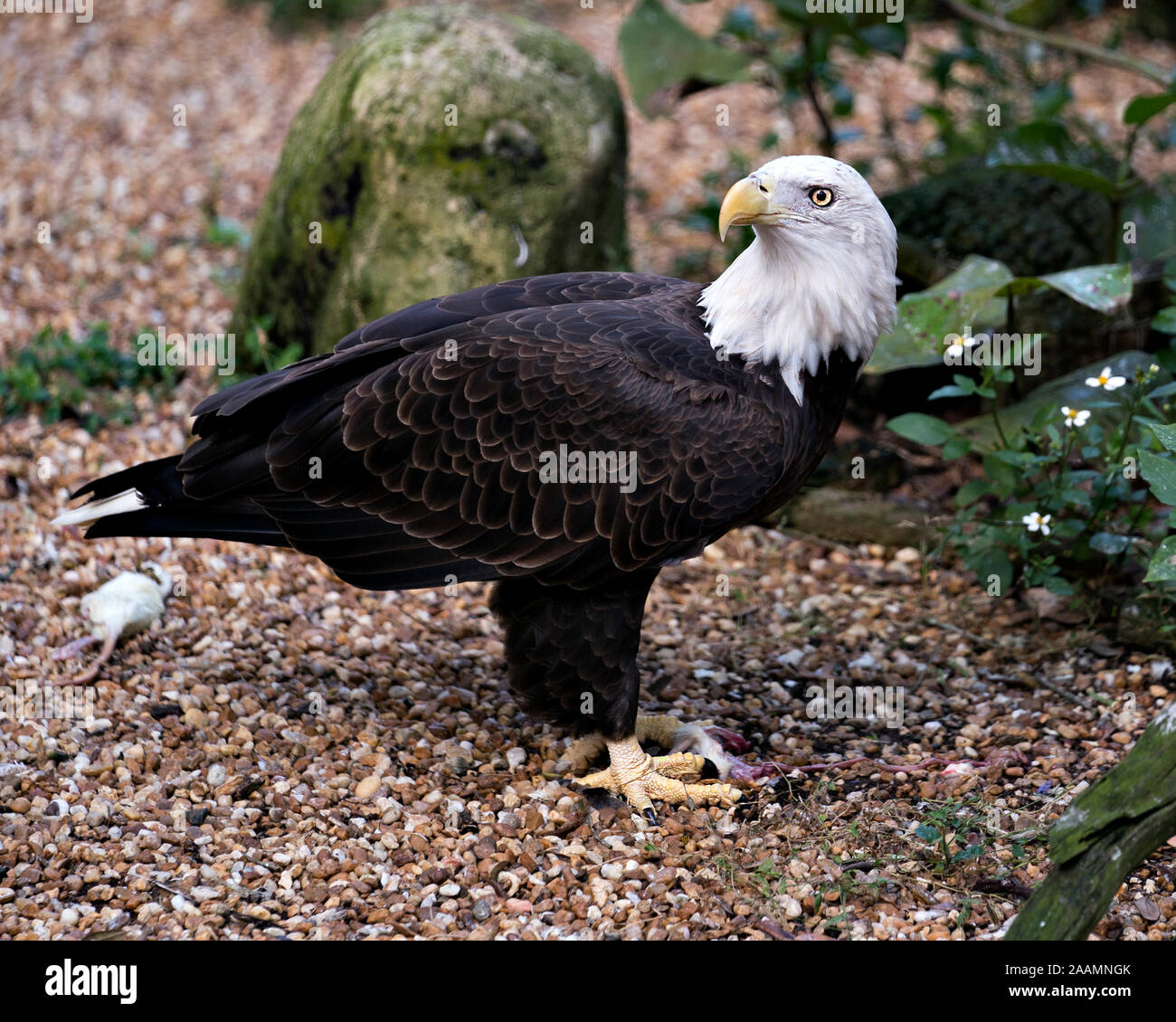 Eagle with mouse in talons hi-res stock photography and images - Alamy
