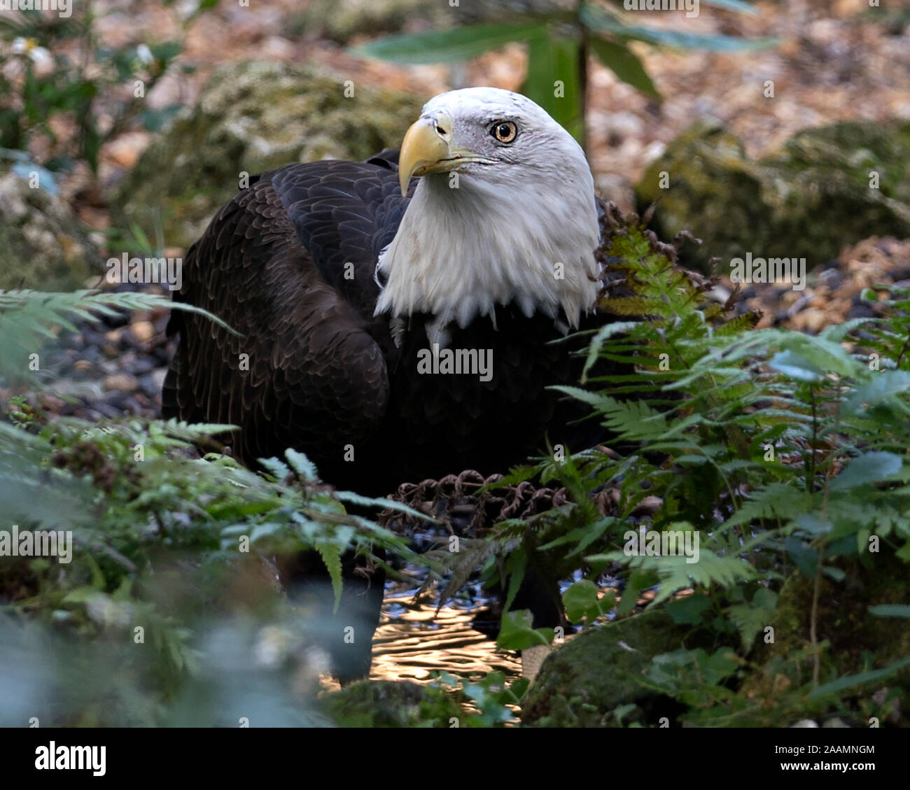 Bald Eagle bird head close-up profile with a bokeh background ...