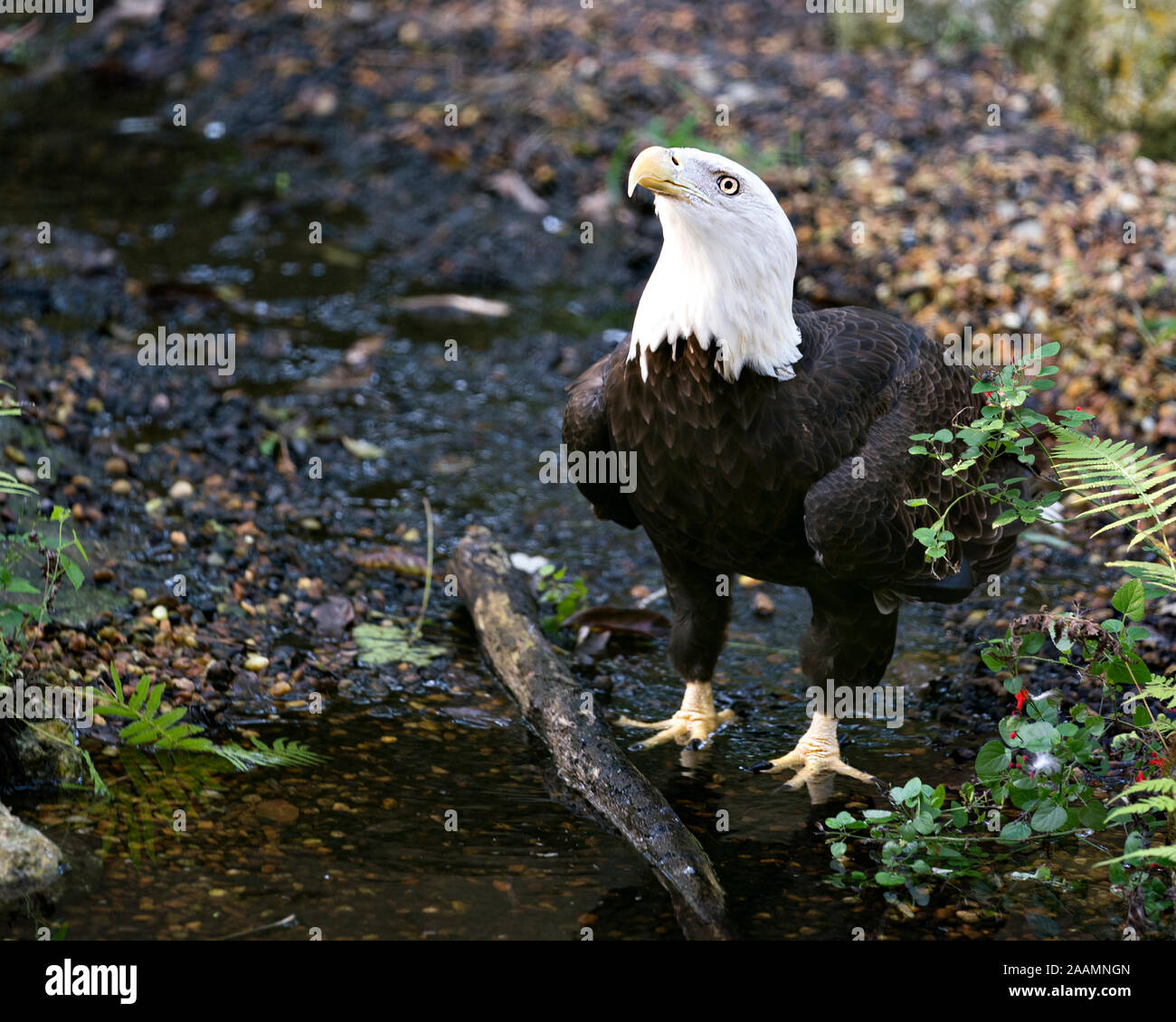 Bald Eagle bird close-up profile in the water looking up towards sky ...