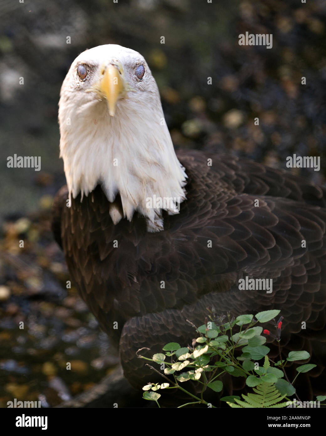 Bird third eyelid protective membrane hi-res stock photography and ...
