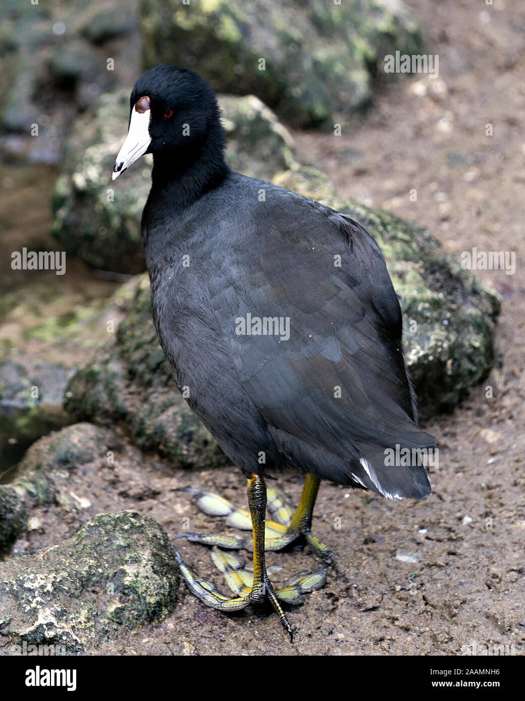 Black Scoter or American Scoter bird close up by the water, standing on ...