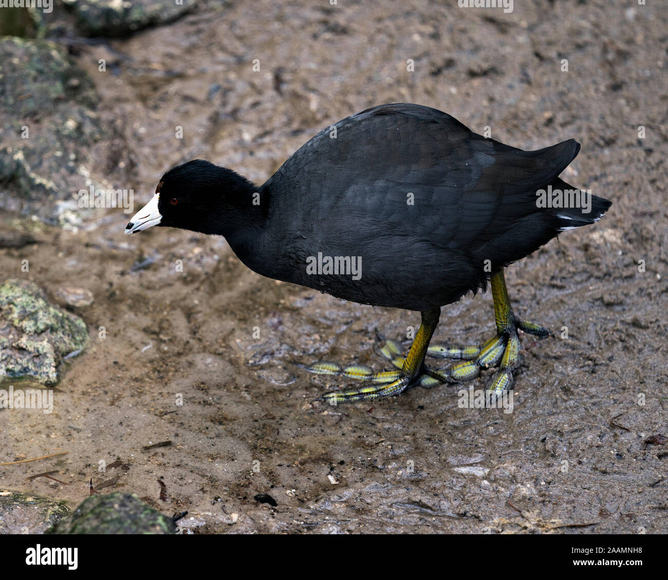 Black scoter or amercian scoter science study hi-res stock photography ...