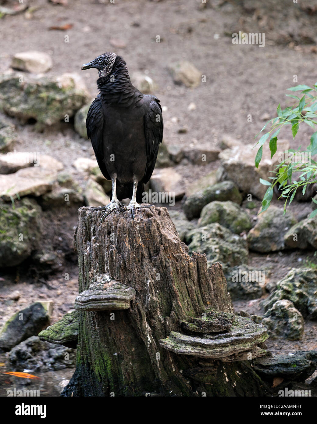 Black vulture bird head close up profile view hi-res stock photography ...