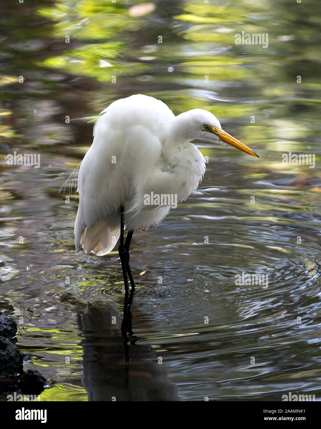 Great White Egret bird close-up profile in the water exposing its body ...