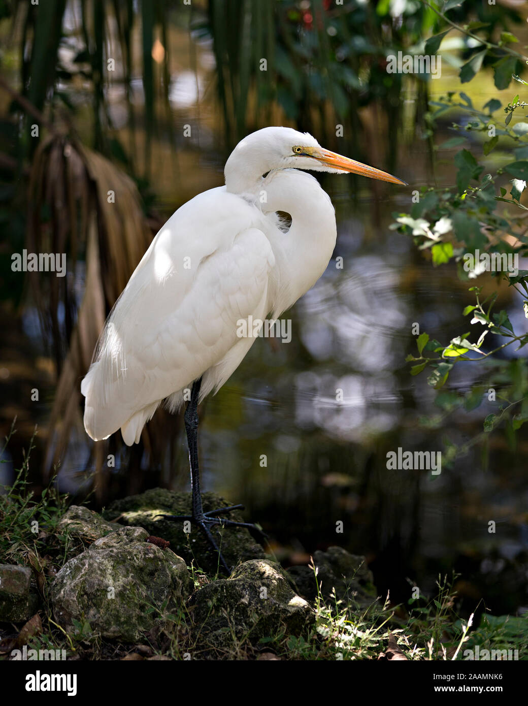 Exposing legs hi-res stock photography and images - Alamy