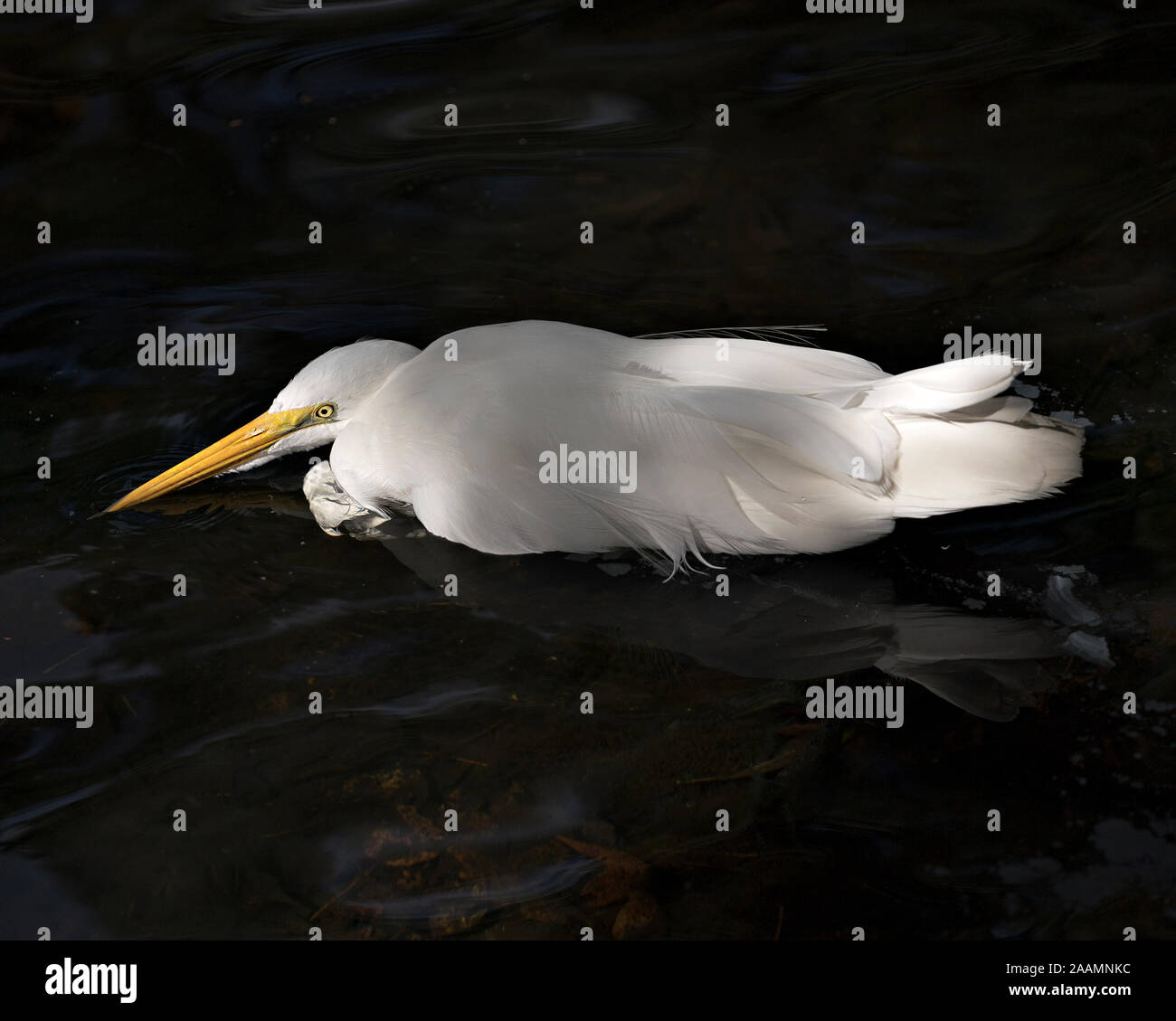 Great White Egret bird in the water basking in sunlight exposing its ...