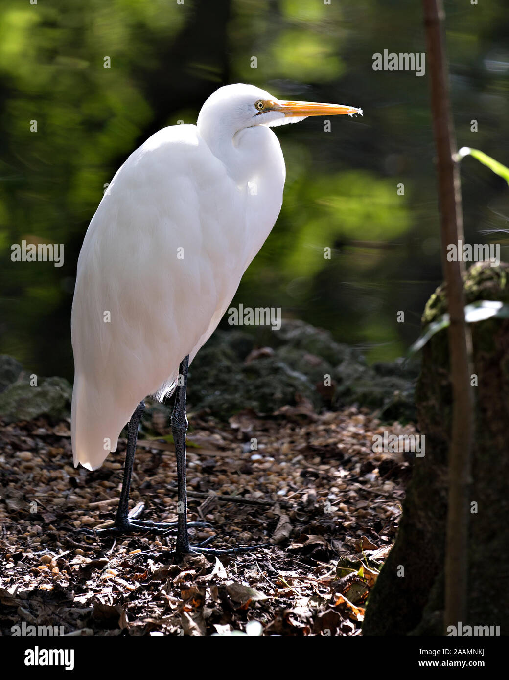 Great White Egret bird close-up standing exposing its body, head, beak ...