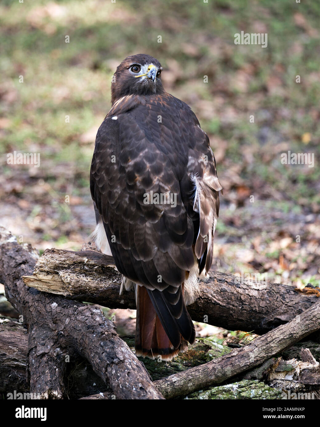 Red tailed hawk in a tree hi-res stock photography and images - Alamy