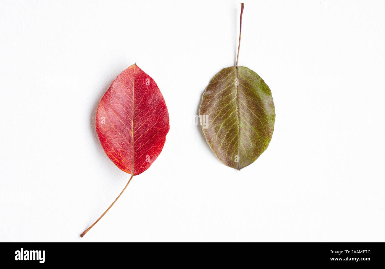 Beautiful flat lay red Cut Out Stock Images & Pictures - Alamy