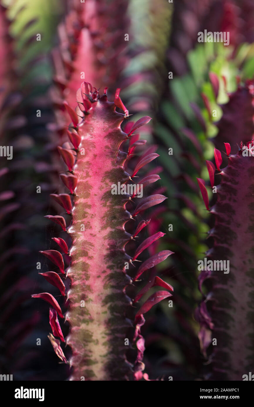 Euphorbia Trigona Rubra - African Milk Tree plant Stock Photo - Alamy
