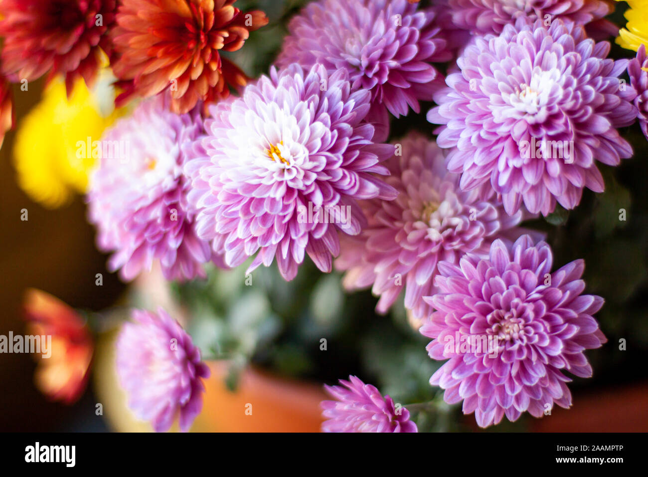 Colorful mums hi-res stock photography and images - Alamy