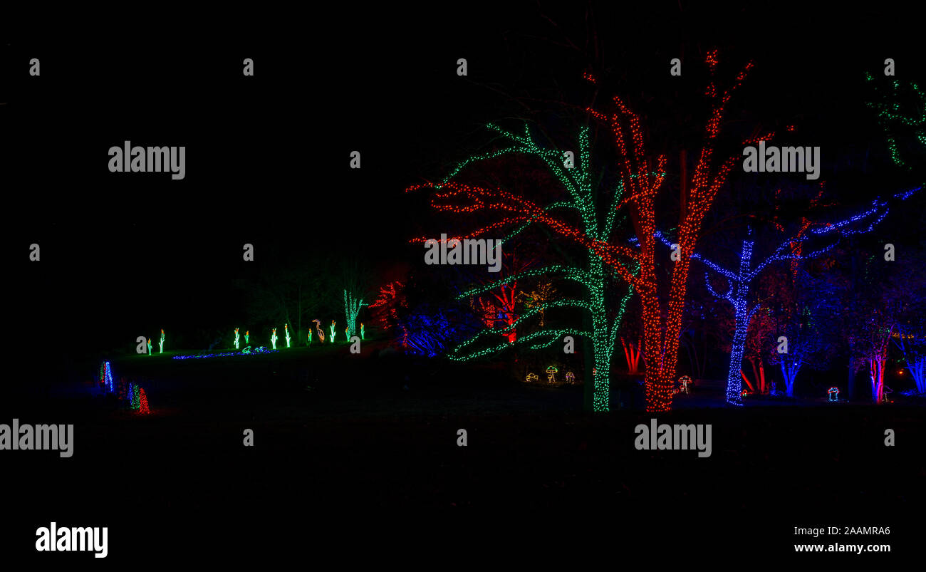Red, green and blue Christmas lights wrapped around trees, outdoors ...