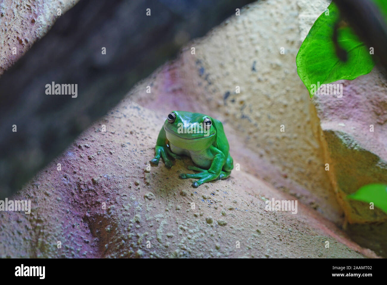 A green tree frog amphibian Stock Photo - Alamy