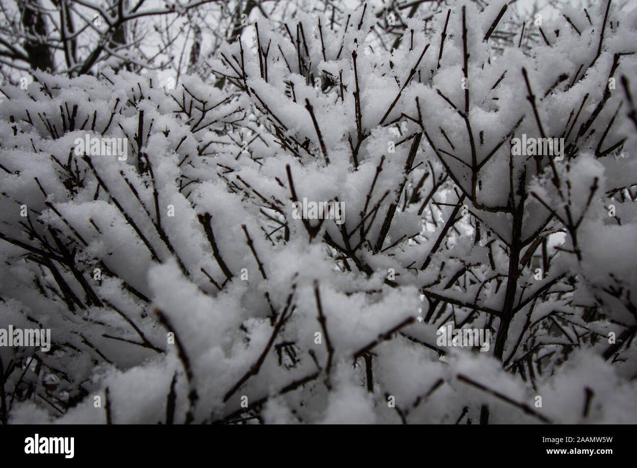 Snow on Bushes and Trees Stock Photo - Alamy