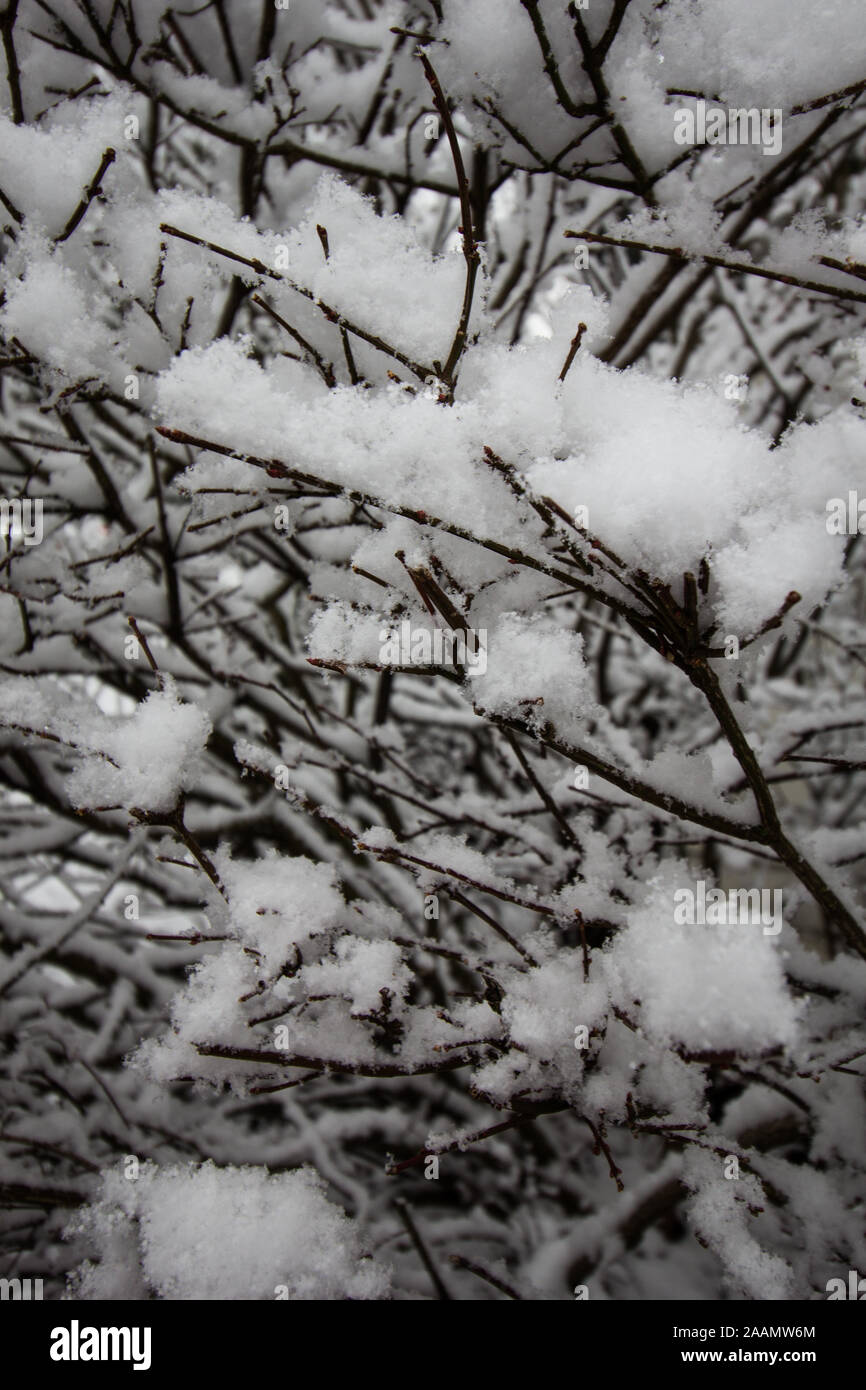Snow on Bushes and Trees Stock Photo - Alamy