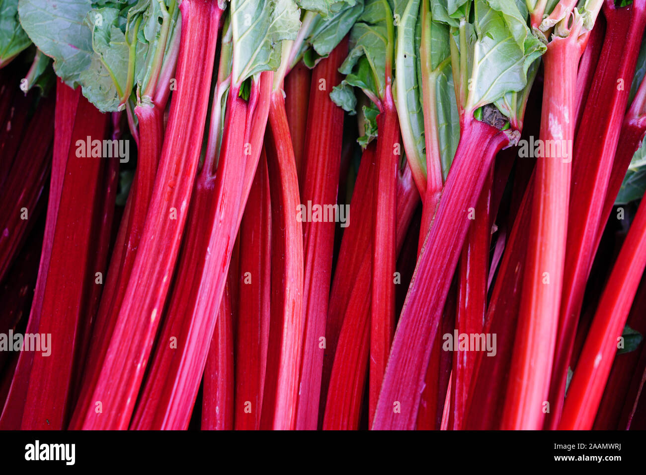 Green and red rhubarb stalks at a farmers market Stock Photo - Alamy