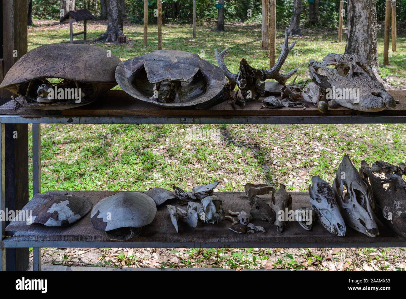 Turtle bones hi-res stock photography and images - Alamy