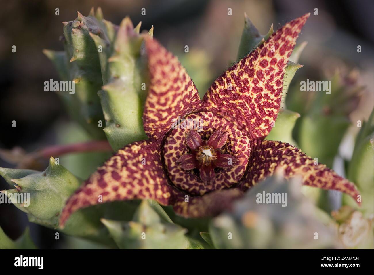 Flowering Stapelia lepida plant Stock Photo - Alamy