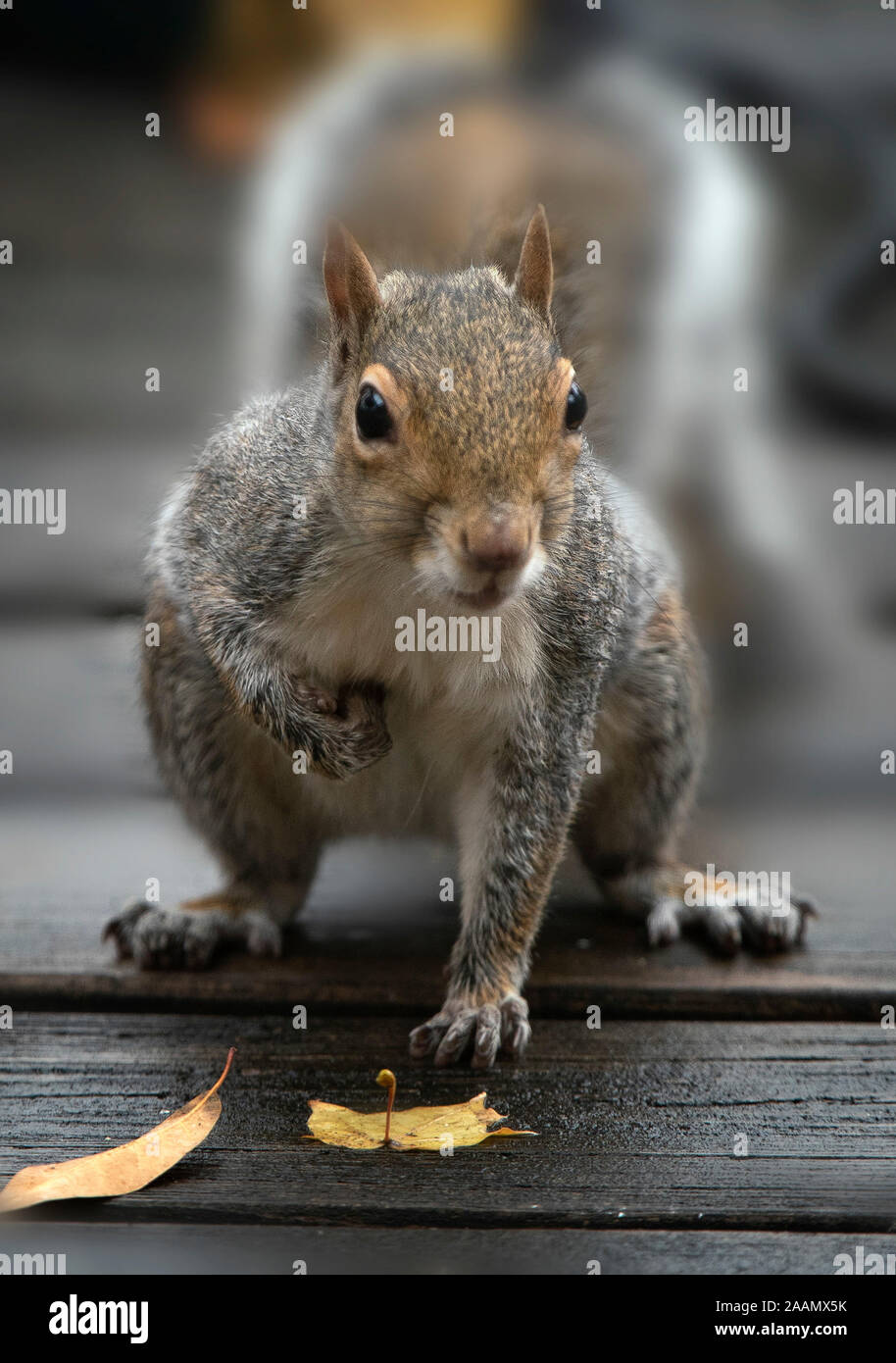 Looking coy hi-res stock photography and images - Alamy