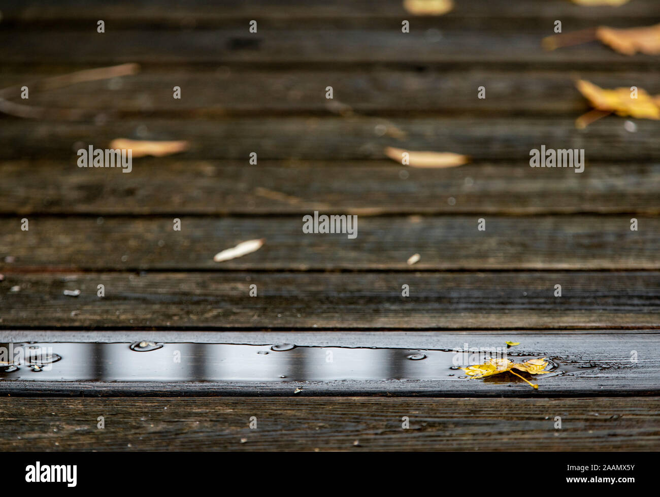 Swirling leaves hi-res stock photography and images - Alamy