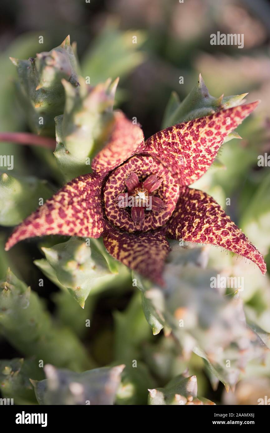 Flowering Stapelia lepida plant Stock Photo - Alamy