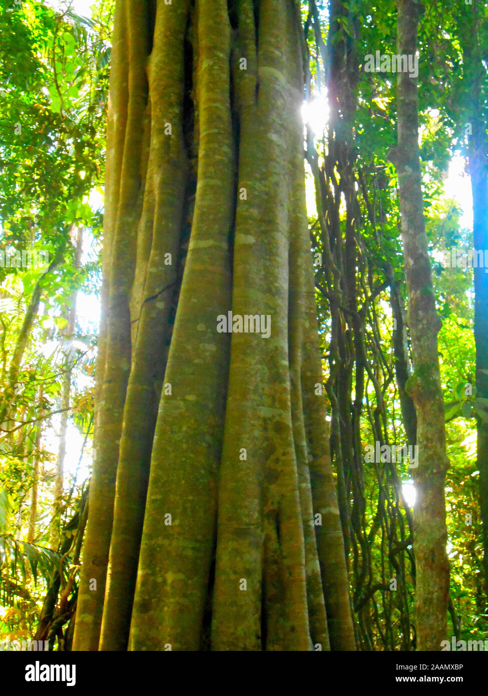 A large strangler fig growing in Cedar Creek Falls Tambourine National ...