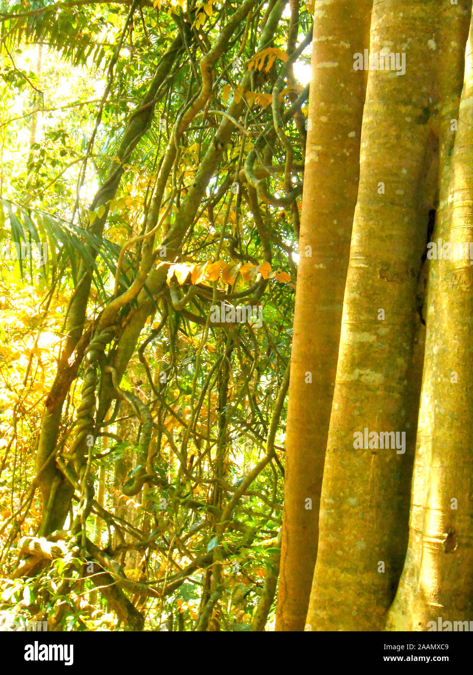 Strangler fig trees australia hi-res stock photography and images - Alamy