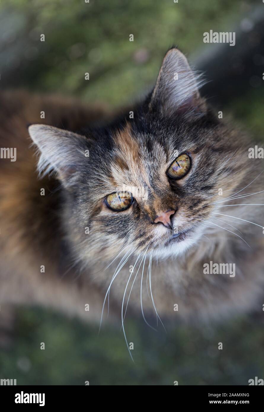 Tan colored cat face hi-res stock photography and images - Alamy