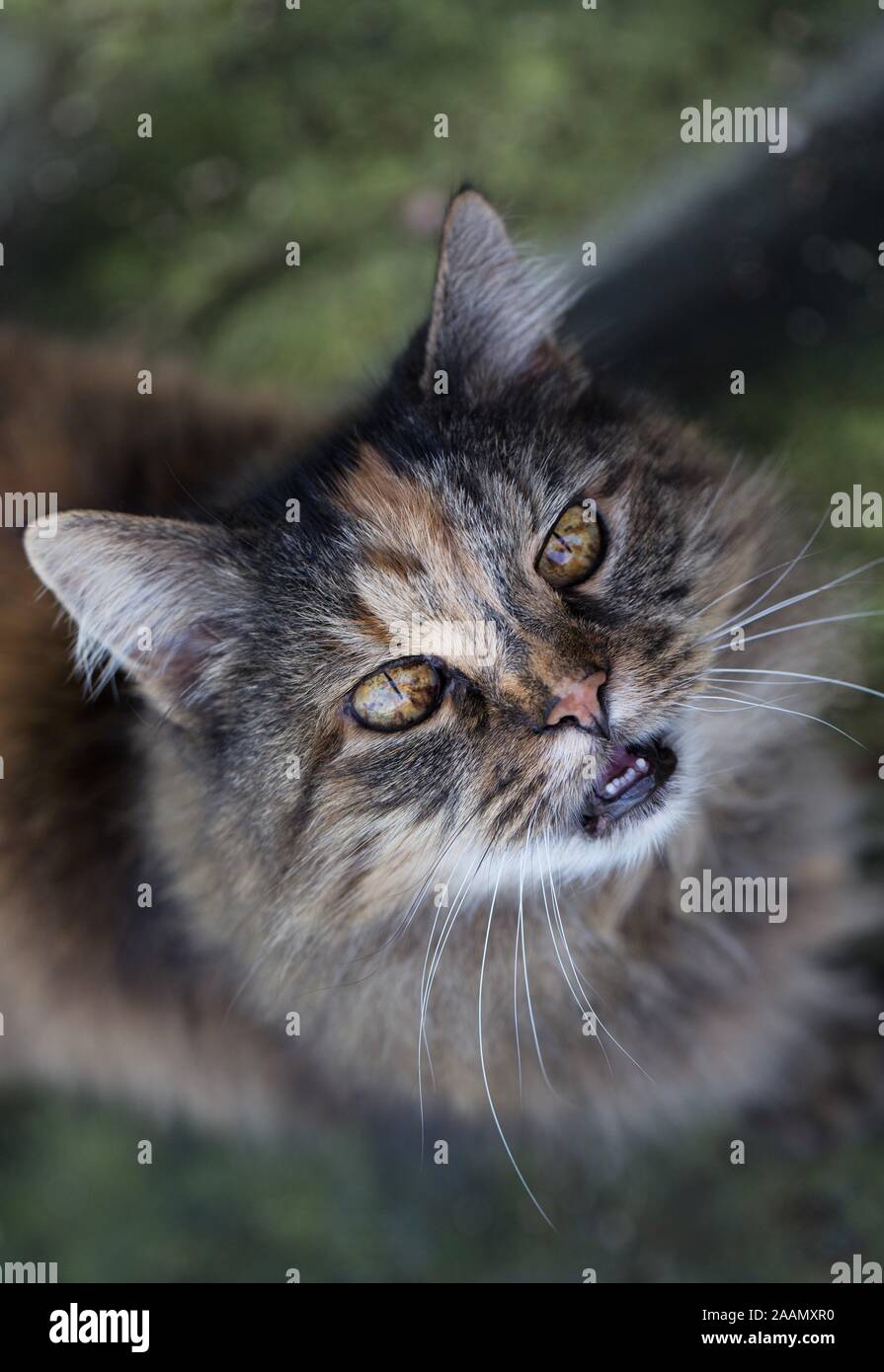 A portrait of a beautiful cat Stock Photo - Alamy
