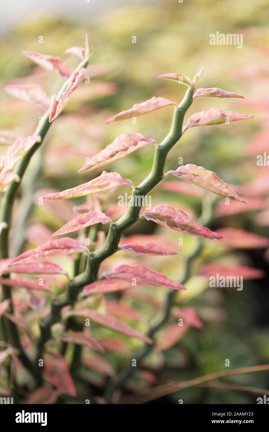 Pedilanthus tithymaloides plant Stock Photo - Alamy