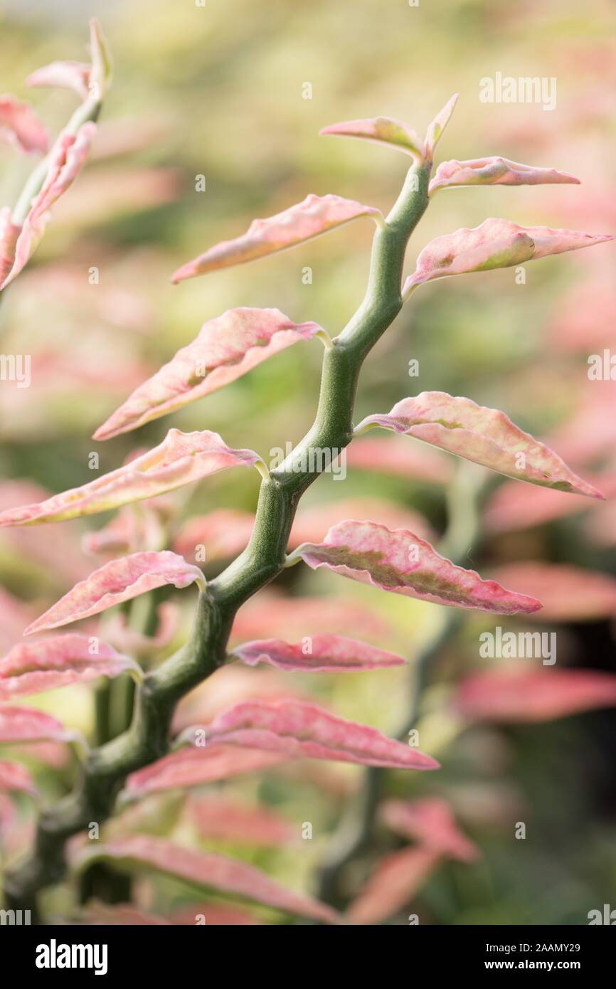 Pedilanthus tithymaloides plant Stock Photo - Alamy