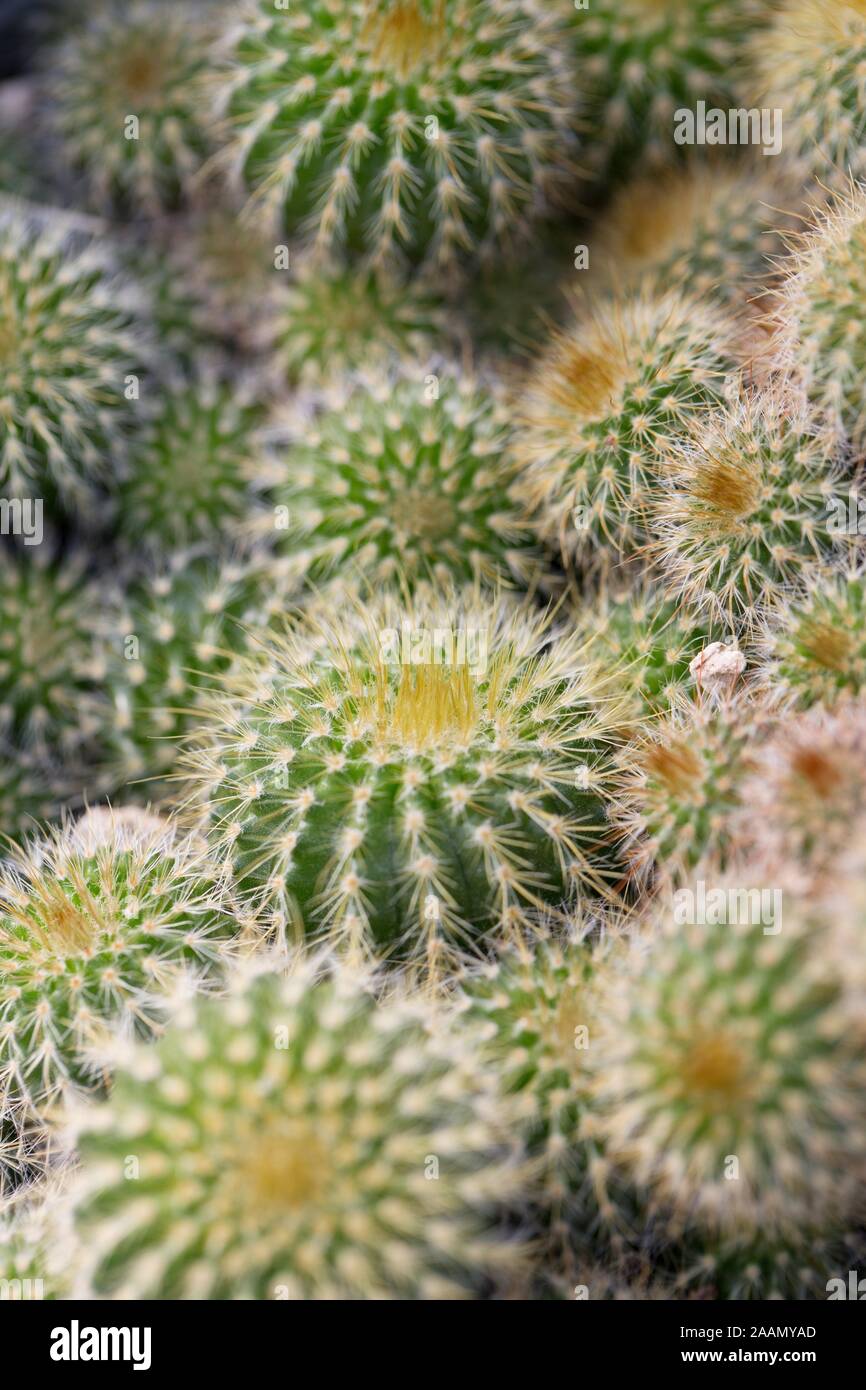 Notocactus High Resolution Stock Photography and Images - Alamy