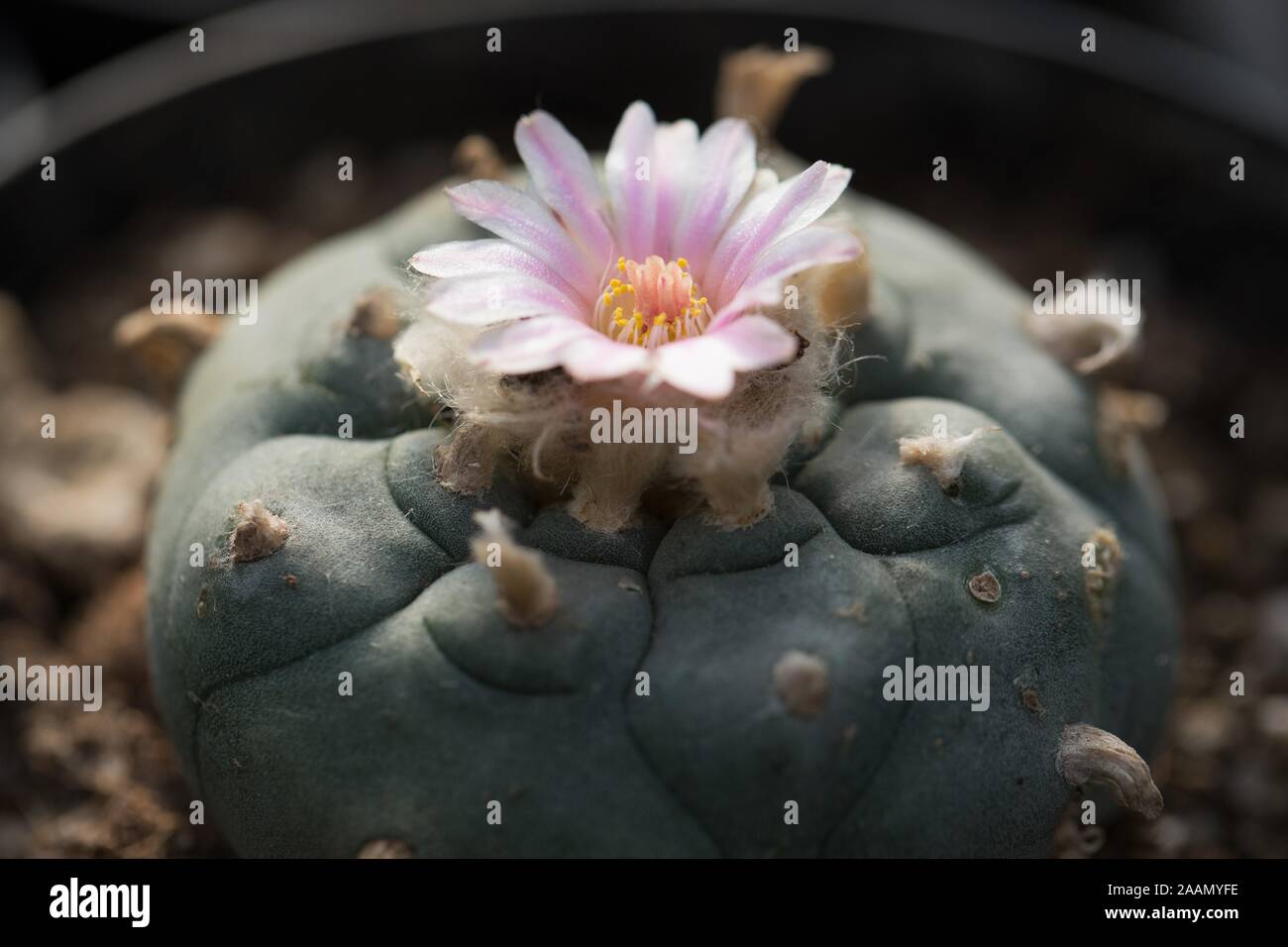 A flowering Ariocarpus plant Stock Photo - Alamy