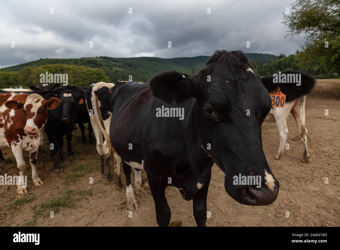 Tillamook County, Oregon, United States - September 7, 2019: A herd of ...