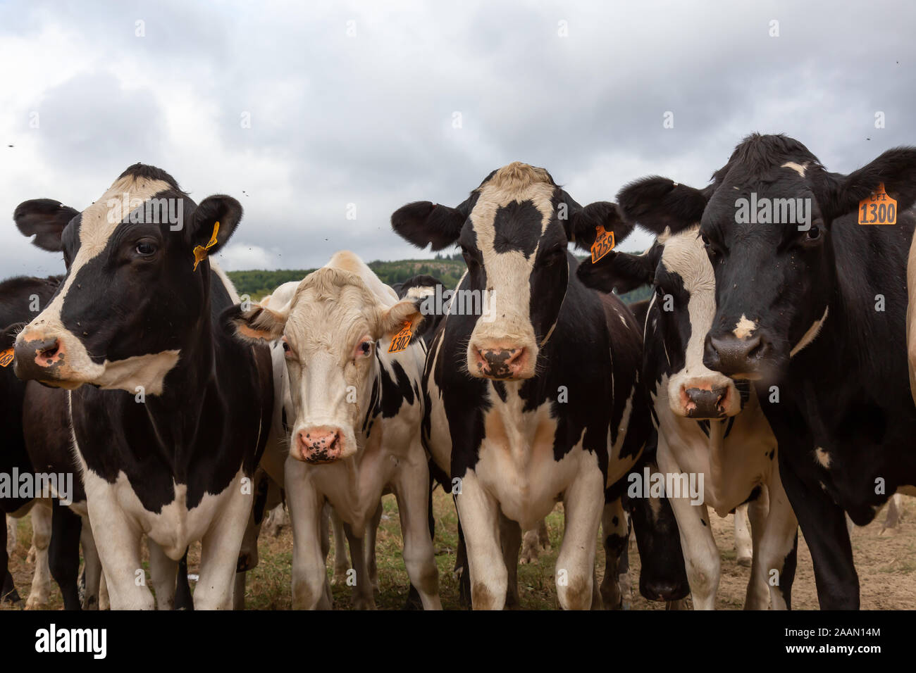 Tillamook County, Oregon, United States - September 7, 2019: A herd of ...