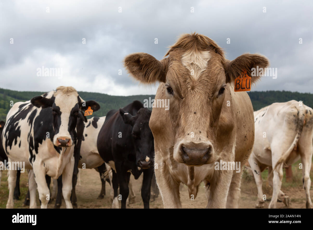Tillamook County, Oregon, United States - September 7, 2019: A herd of ...