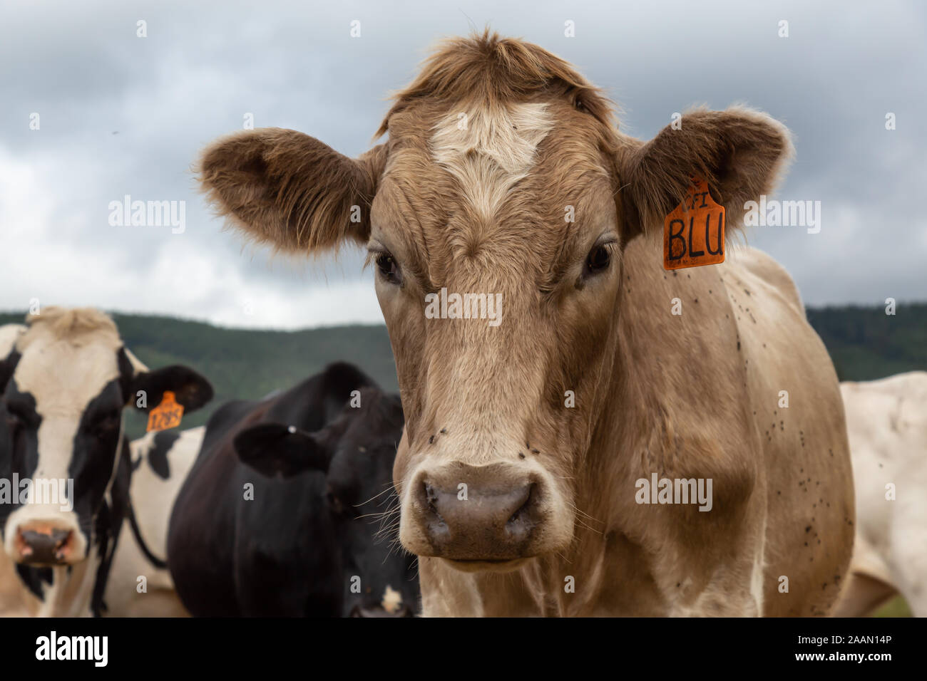Tillamook County, Oregon, United States - September 7, 2019: A herd of ...