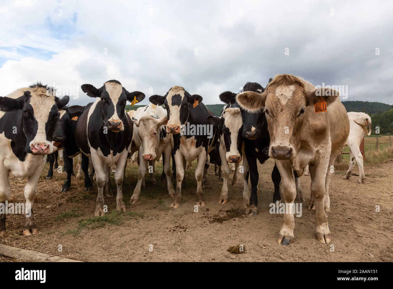 Tillamook head hi-res stock photography and images - Alamy