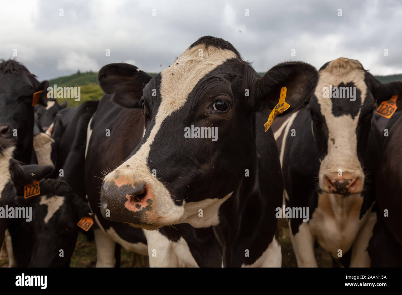 Tillamook County, Oregon, United States - September 7, 2019: A herd of ...