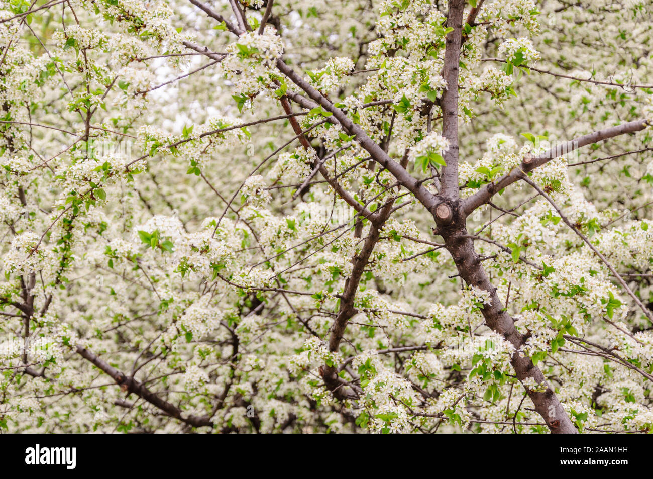cherry blossom buds on tree. Spring background Stock Photo - Alamy